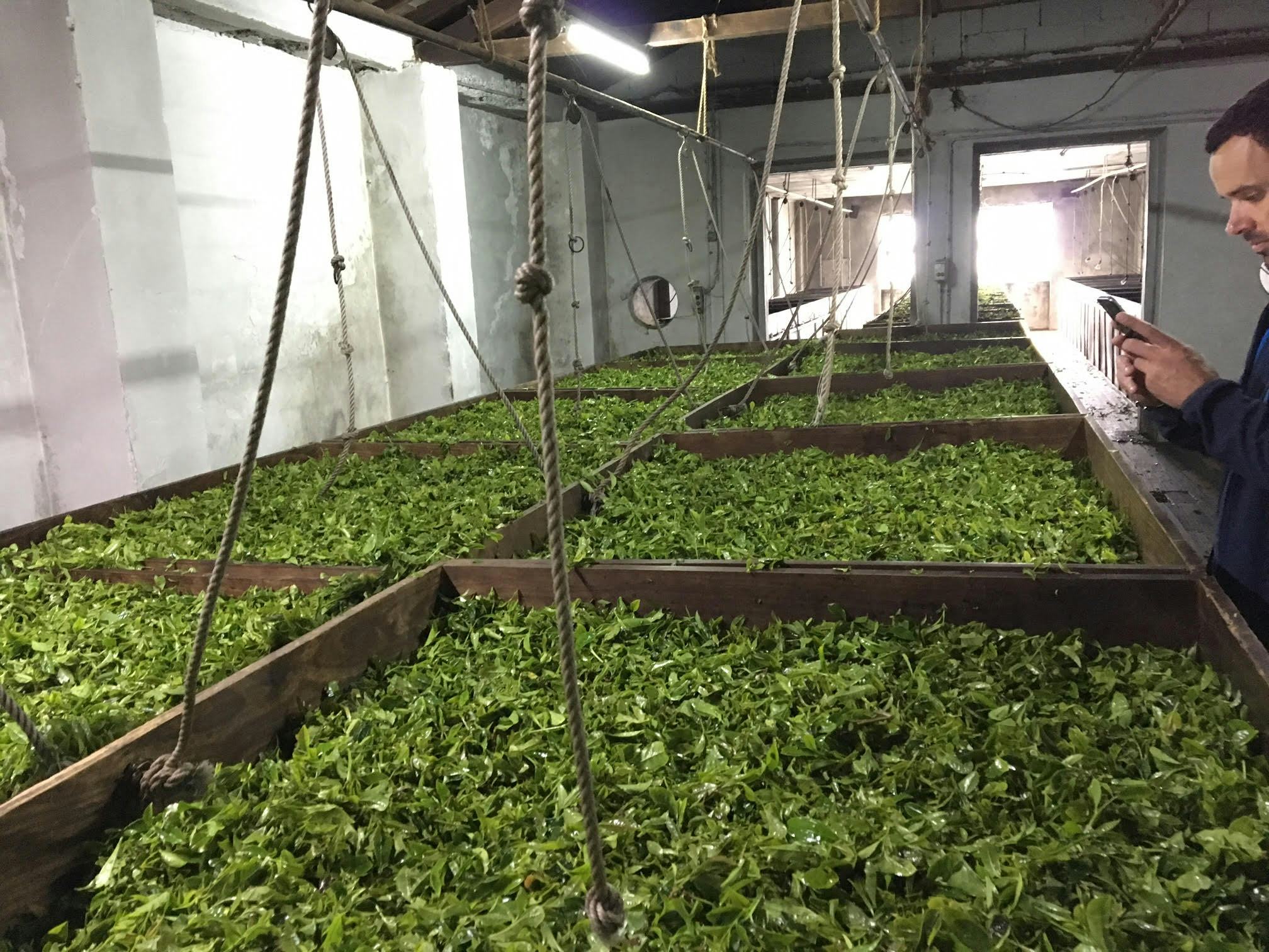 How Chinese tea arrived — and flourished — on an island in Portugal