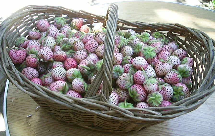 Say Hello to the Pineberry, the White Strawberry That Tastes Like a ...