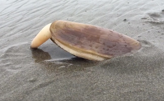 A strange viral video of a clam at the beach won our hearts — only to ...