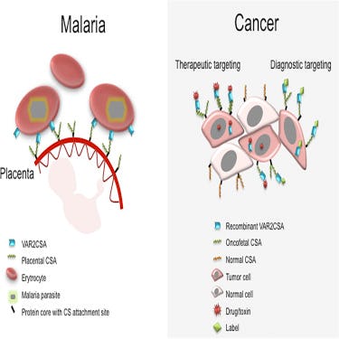 Scientists Find Malaria May Hold the Key to Fighting Cancer