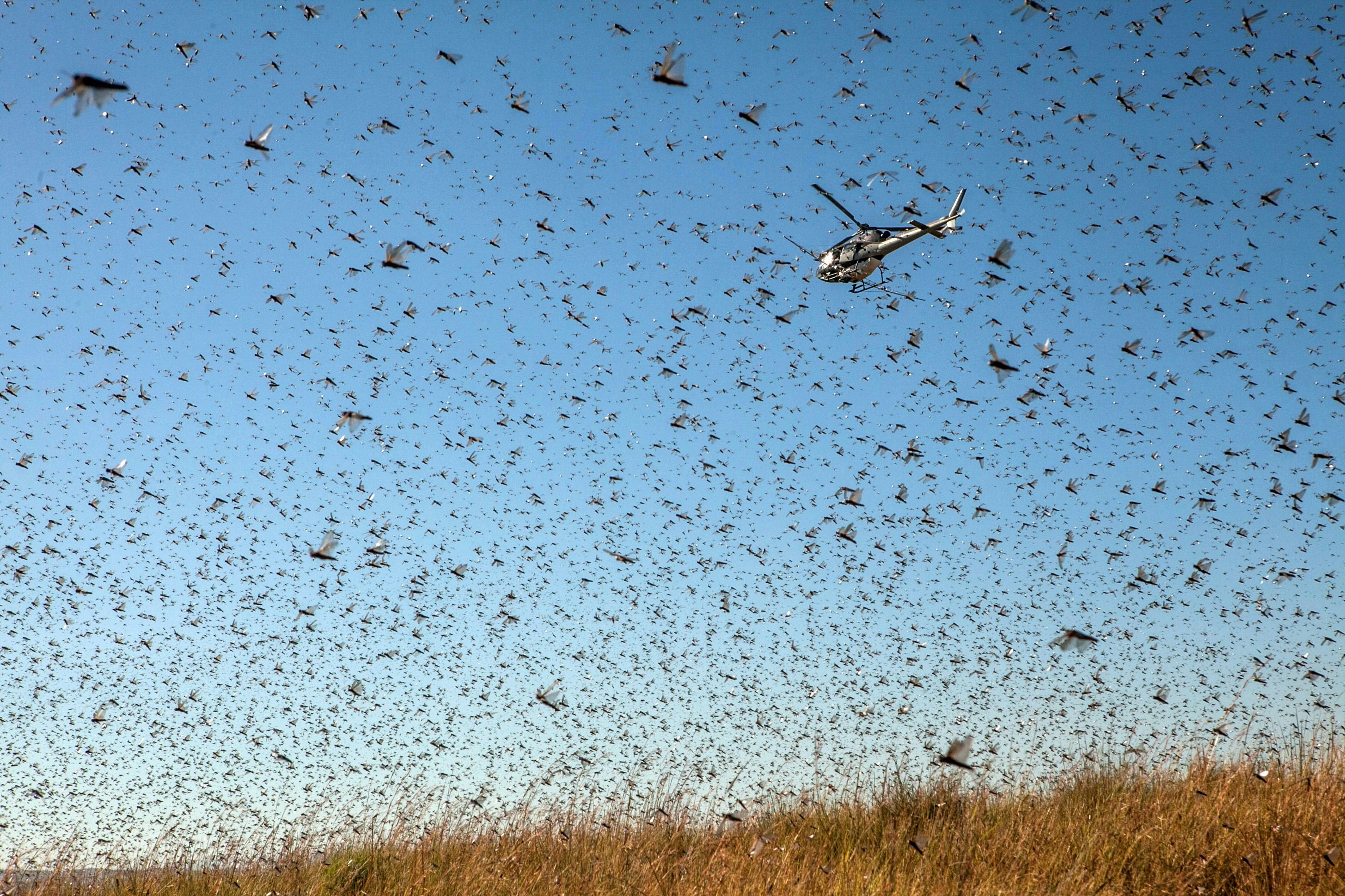 Terrifying Images Show a Massive Plague of Locusts Descending on Madagascar