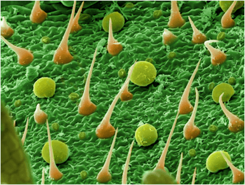 Marijuana Under a Microscope: These ultra-close-up images might just ...