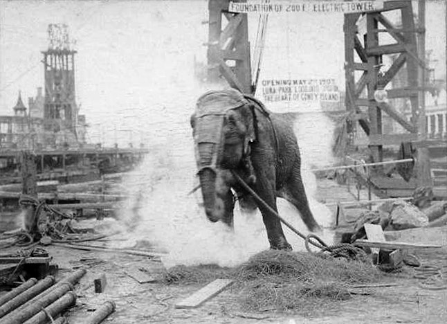 Did Thomas Edison Really Publicly Electrocute an Elephant?