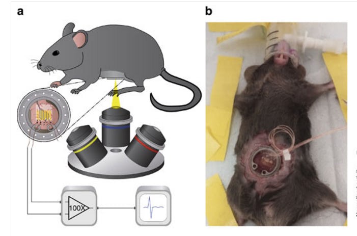 Researchers Created See-Through Mice to Observe the Body's "Second Brain"