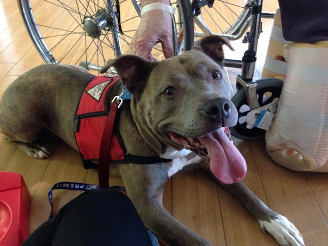 Meet the Most Dangerous Pit Bull on Earth