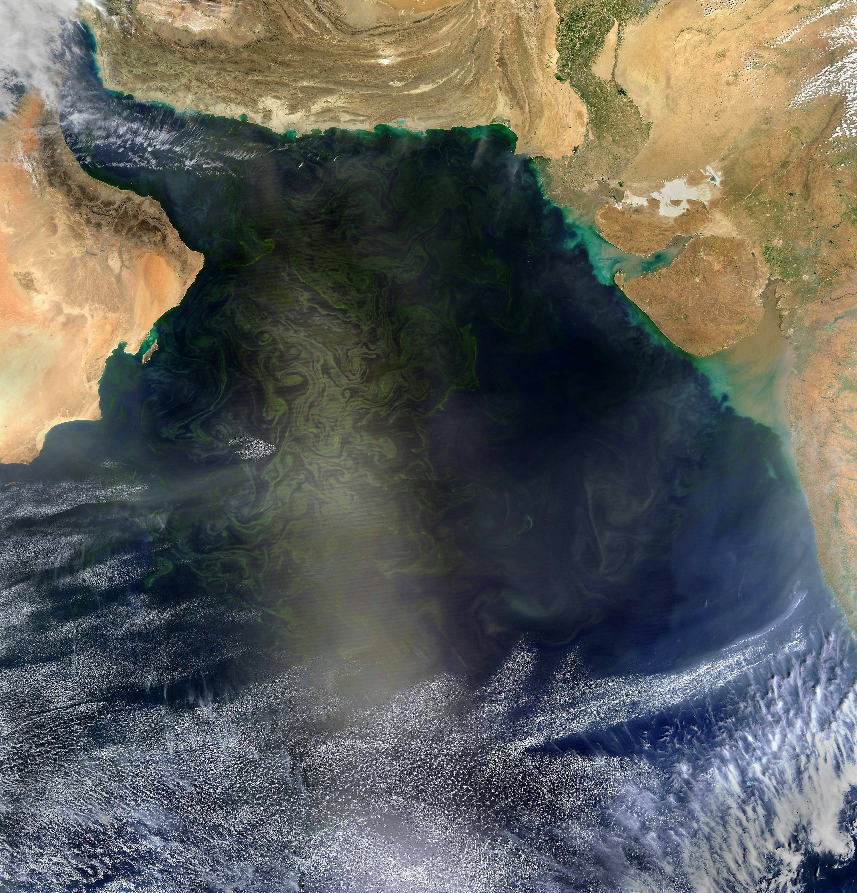 Arabian Sea algae is beautiful, but it spells disaster for our planet