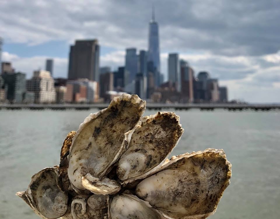 The Hudson River isn’t as gross as you think: What a huge oyster says ...