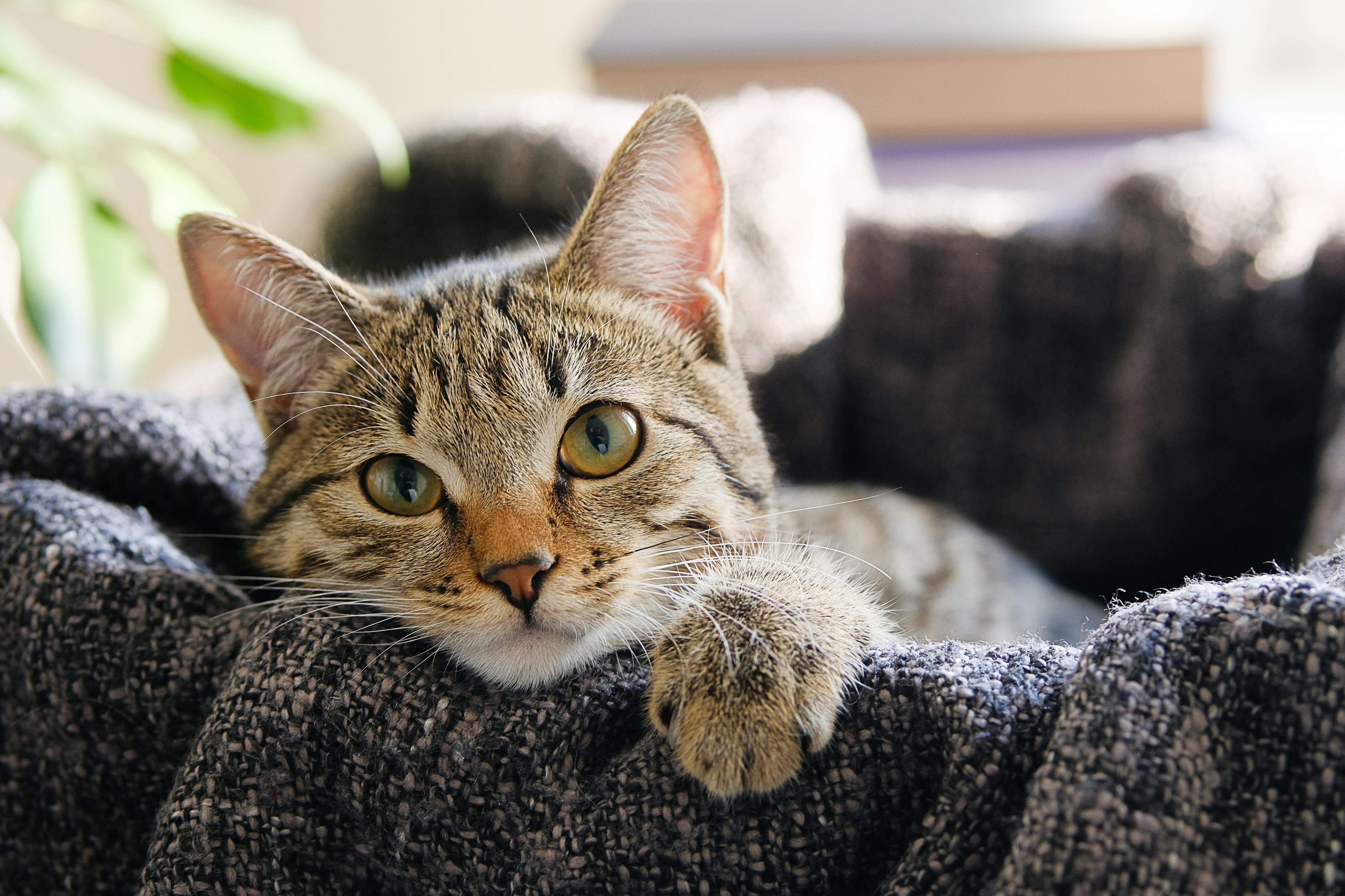 Your cat would eat your corpse, new research confirms